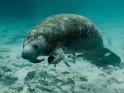 Seaflower - Man and the Biosphere Programme (MAB)