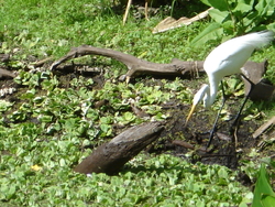 Everglades & Dry Tortugas - Man and the Biosphere Programme (MAB)