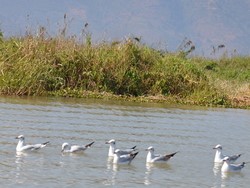 Inlay Lake - Man and the Biosphere Programme (MAB)