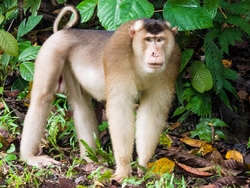 Nokrek - Man and the Biosphere Programme (MAB)