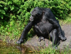 Omo - Man and the Biosphere Programme (MAB)