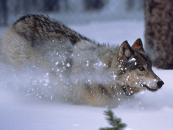Yellowstone - Grand Teton - Man and the Biosphere Programme (MAB)