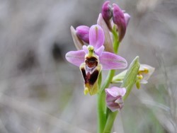 Alto Turia - Man and the Biosphere Programme (MAB)